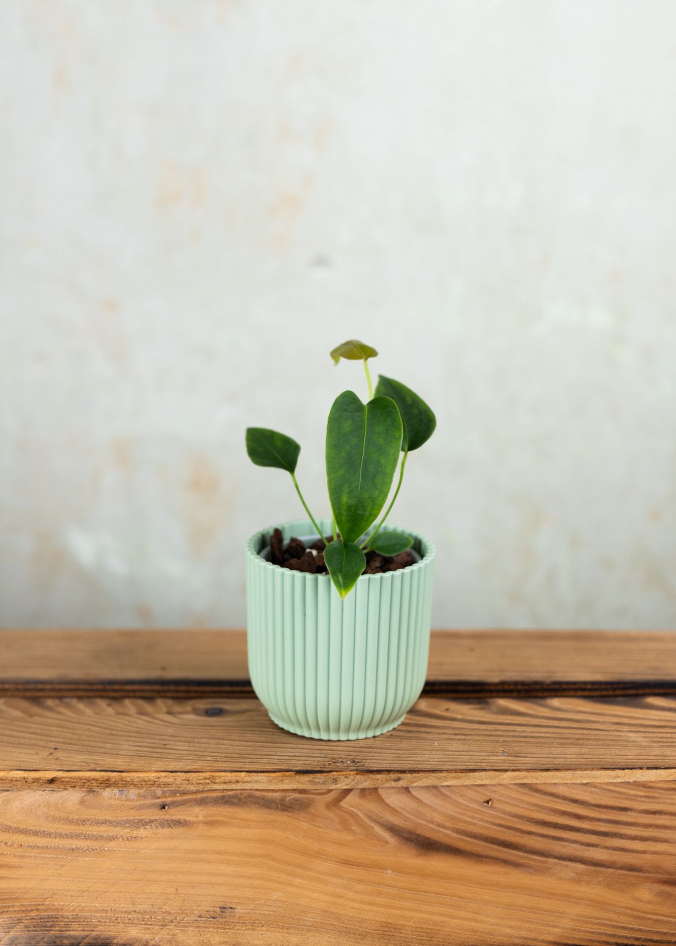 Anthurium peltigerum – seltene Anthurium-Art mit eleganten Blättern